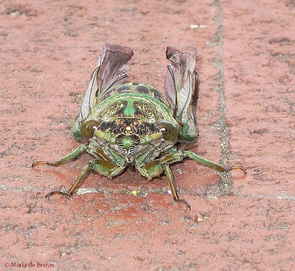 Eastern Scissor(s) Grinder Cicada | Project Noah