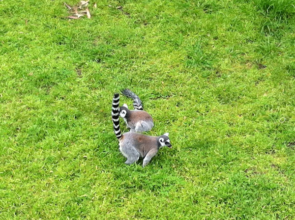 Lemur | Project Noah