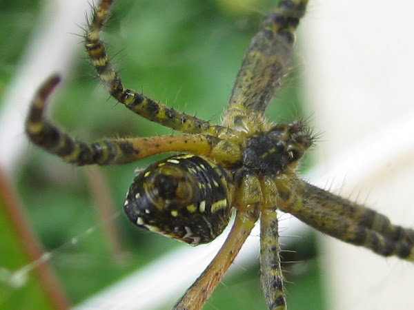 Tent Spider (mature female in web) | Project Noah