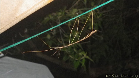 Gaint Stick Insect | Project Noah