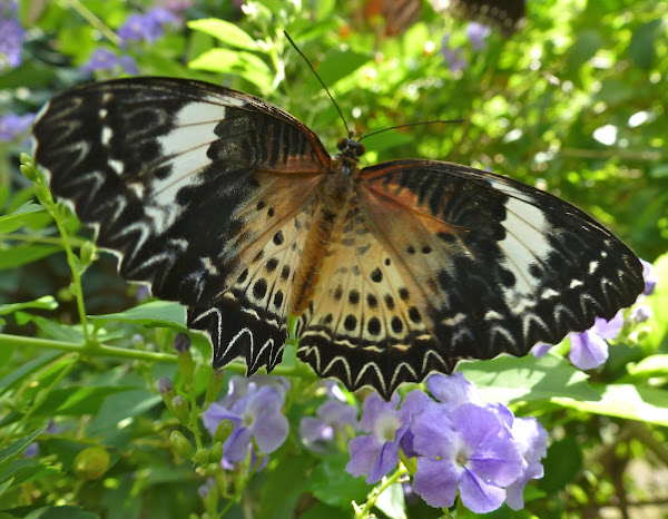 Red Lacewing butterfly (female) | Project Noah