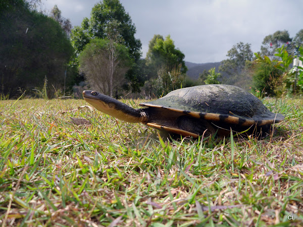 Eastern Snake-necked Turtle | Project Noah