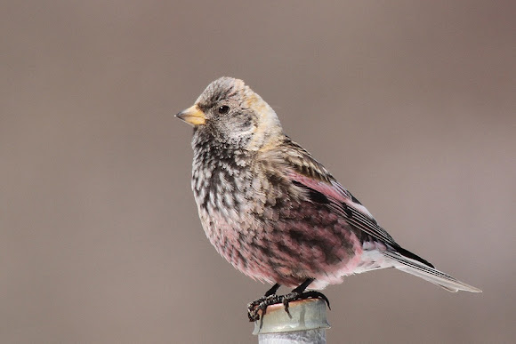 asian rosy finch | Project Noah