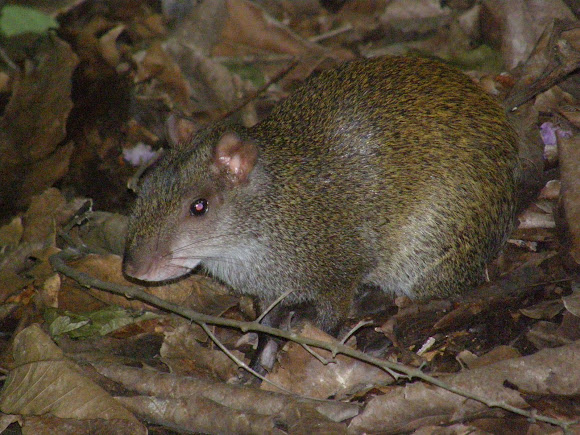 Common agouti | Project Noah