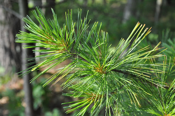 White pine | Project Noah