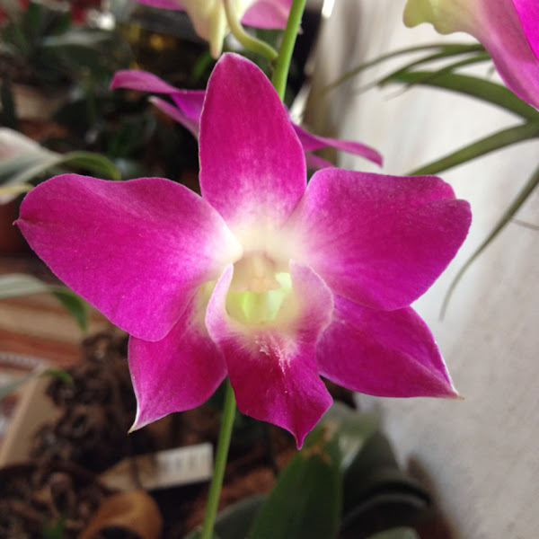 Dendrobium orchid | Project Noah