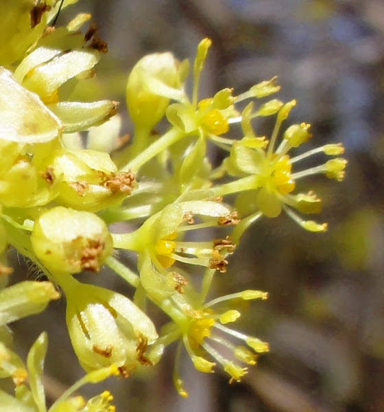 Sassafras | Project Noah