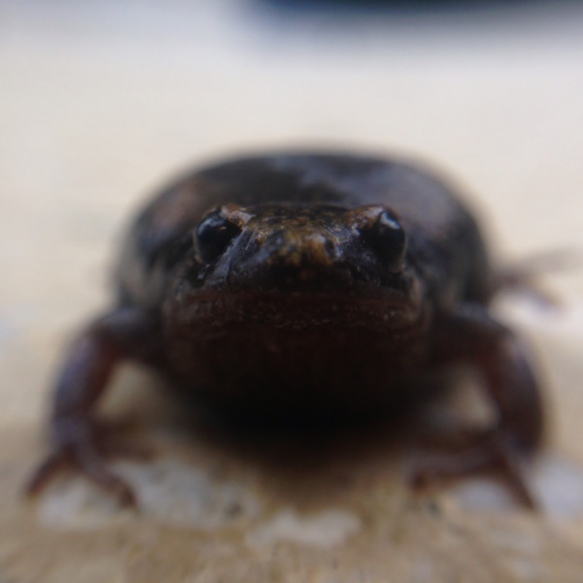 Eastern Narrowmouth Toad | Project Noah