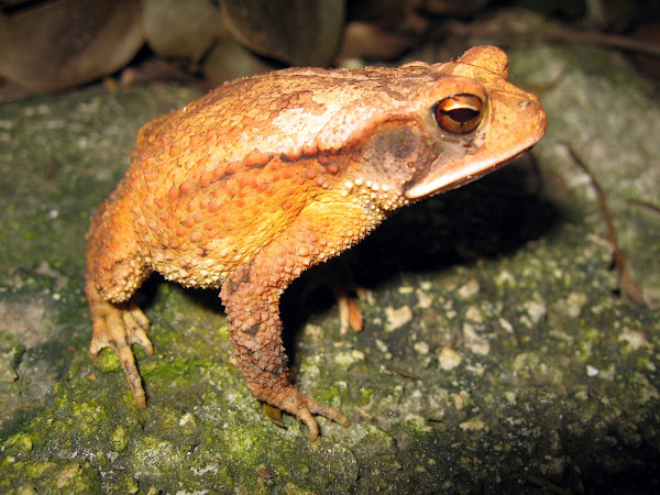 Toad | Project Noah