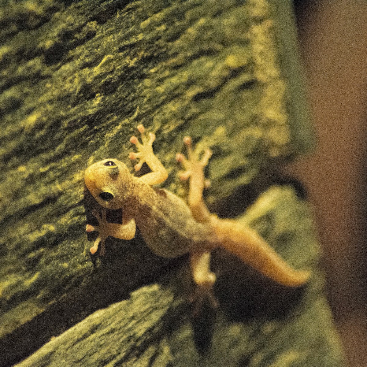 European leaf-toed gecko | Project Noah