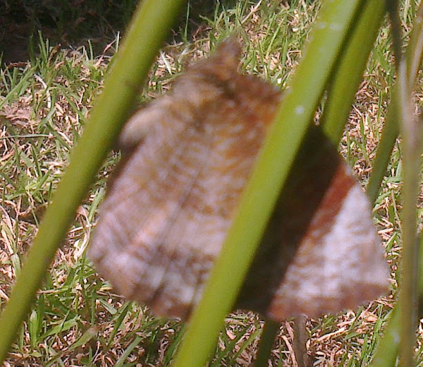 Common palmfly | Project Noah