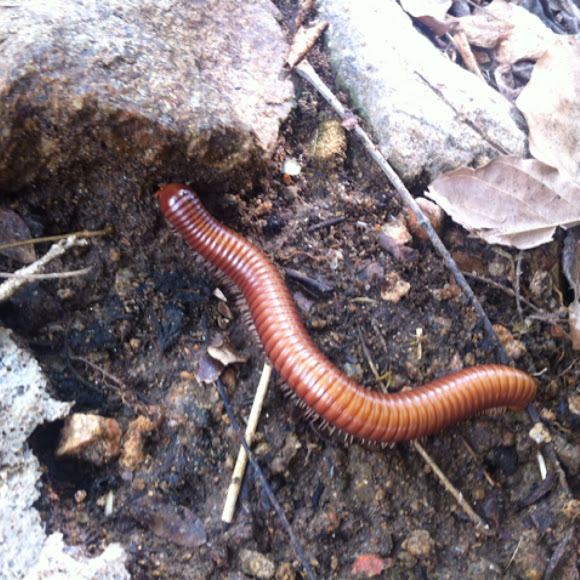 Rusty Millipede | Project Noah