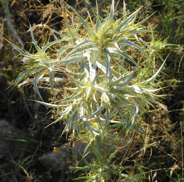 Soldier Thistle | Project Noah
