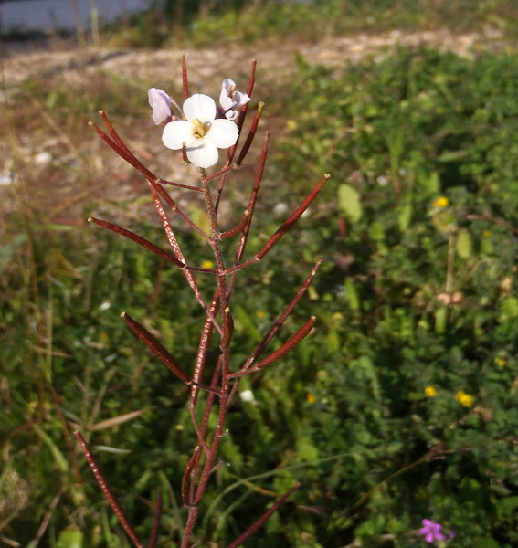 Jaramago blanco, oruga silvestre | Project Noah