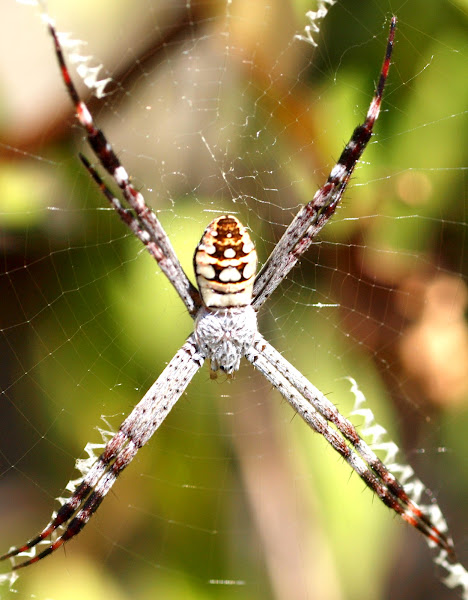 St. Andrews Cross Spider | Project Noah