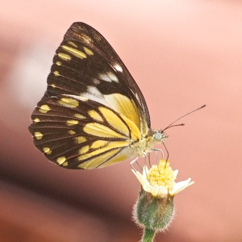 African Common White | Project Noah