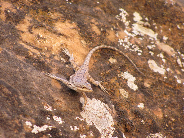 Tree Lizard | Project Noah