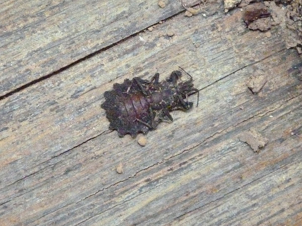 Flat bug | Project Noah