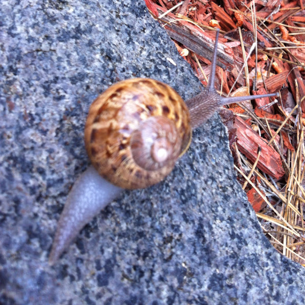 Common garden snail | Project Noah