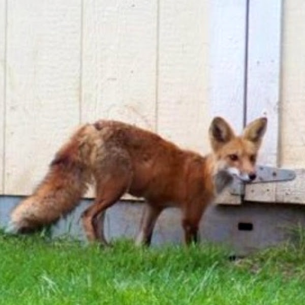 Red Fox | Project Noah