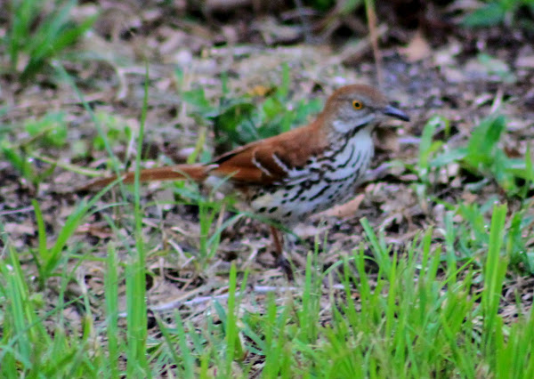 Brown Thrasher | Project Noah
