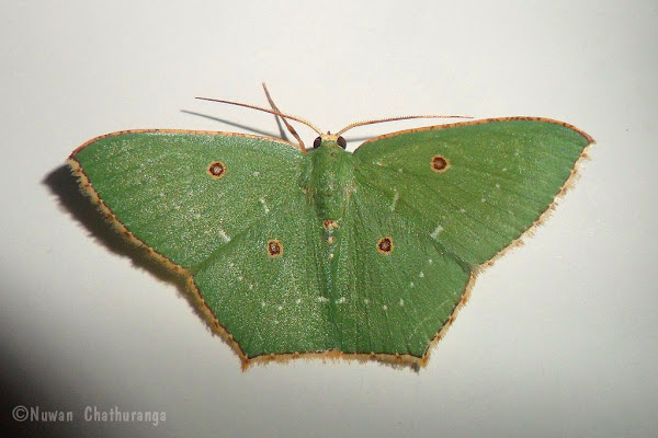 Emerald Moth | Project Noah