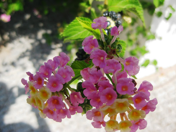 Lantana or verbena . | Project Noah