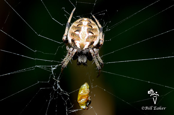 Arabesque Orb Weaver | Project Noah