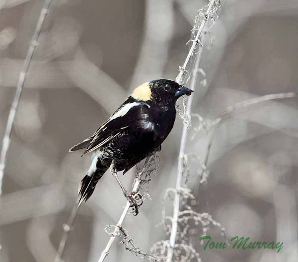 Bobolink | Project Noah