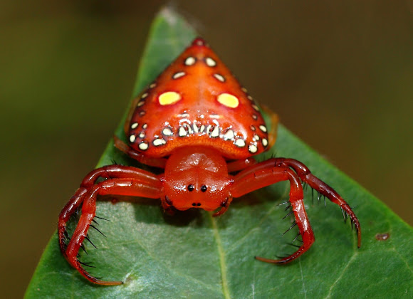 Triangular Spider | Project Noah