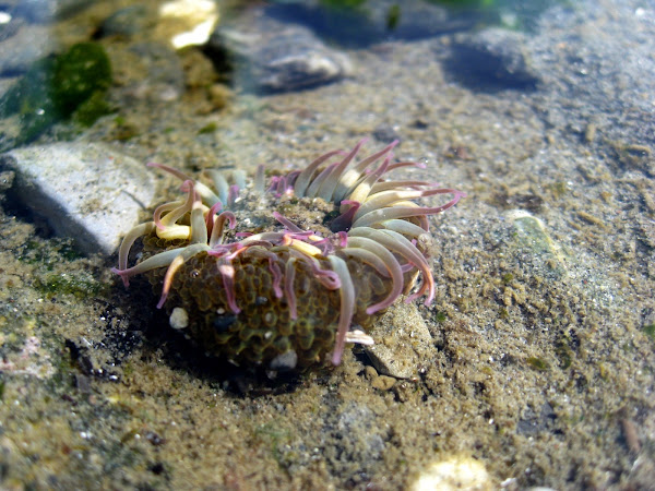 Aggregating Anemone | Project Noah