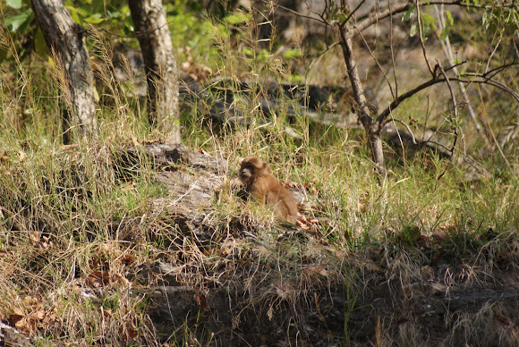Assam macaque | Project Noah