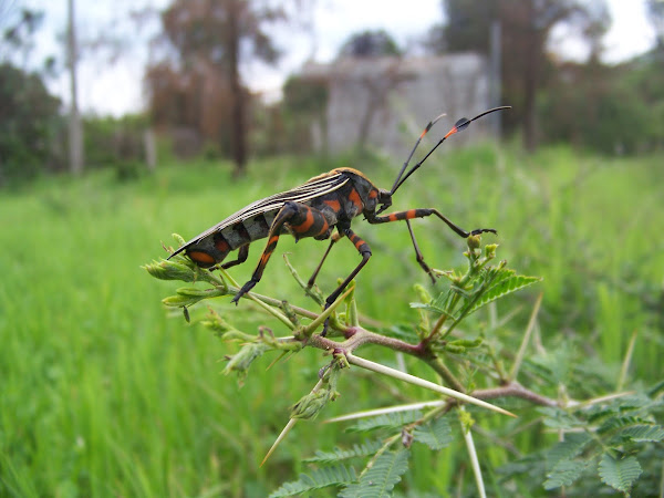 Tantarria (giant mesquite bug) | Project Noah