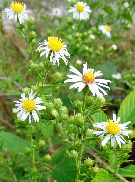 Hairy White Oldfield Aster | Project Noah