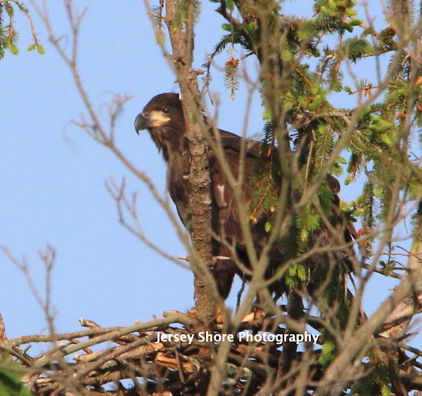 BALD EAGLE | Project Noah