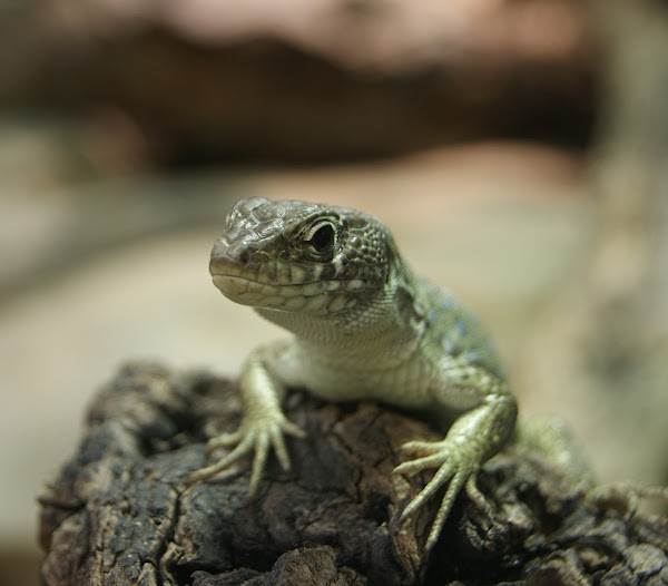 Ocellated Lizard | Project Noah