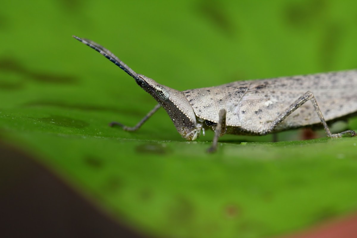 紅后負蝗 Atractomorpha sinensis | Project Noah