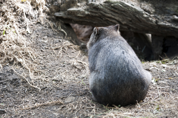 wombat 5 ways | Project Noah