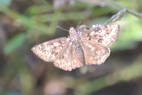 Horace's Duskywing Butterfly | Project Noah
