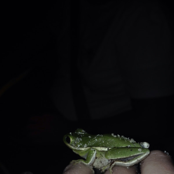Green tree frog | Project Noah