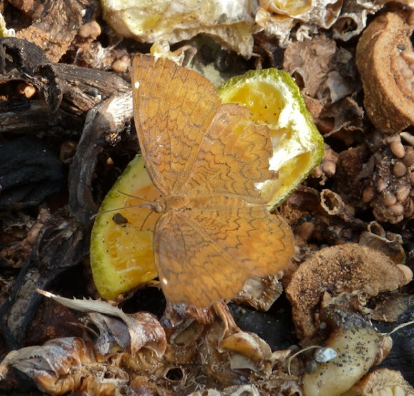 Common Castor | Project Noah