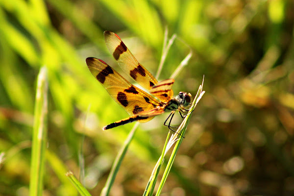 Halloween Pennant Dragonfly | Project Noah