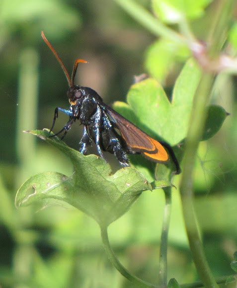 Fall Clematis Clearwing Borer (moth) | Project Noah
