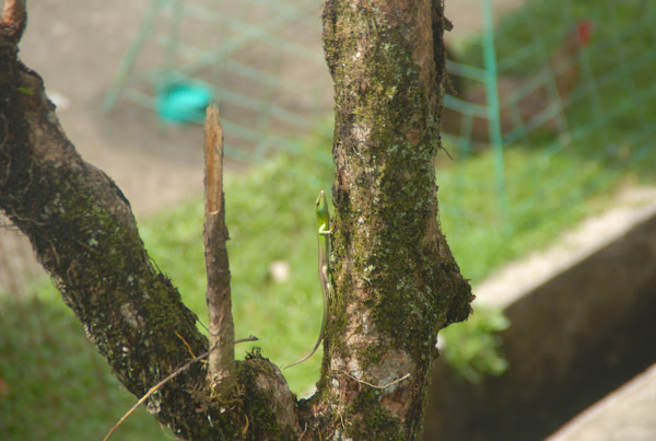 Bangkalang, Emerald Tree Skink | Project Noah