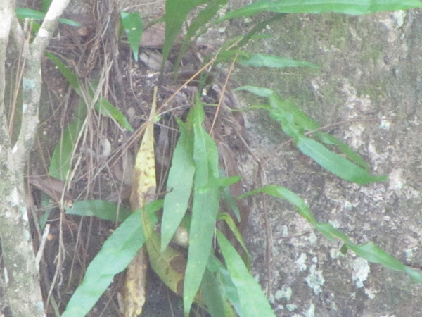 Long strap fern | Project Noah