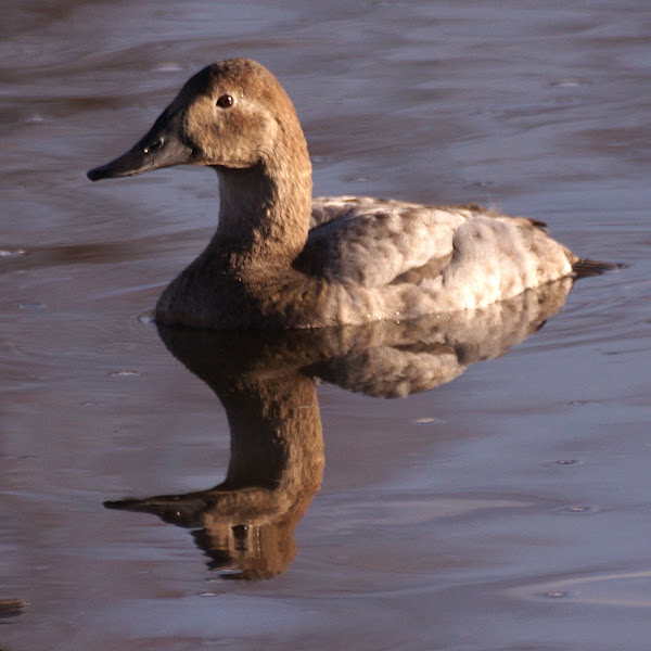 Canvasback (female) | Project Noah
