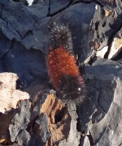 Isabella Tiger Moth (Woolly Bear) | Project Noah