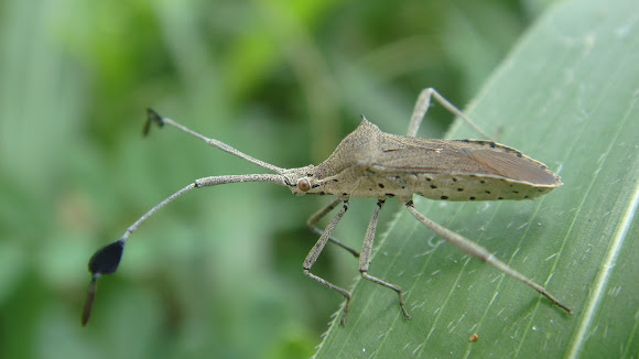 Coreid bug | Project Noah