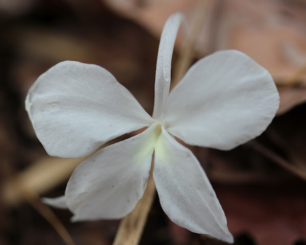 Peacock Ginger | Project Noah