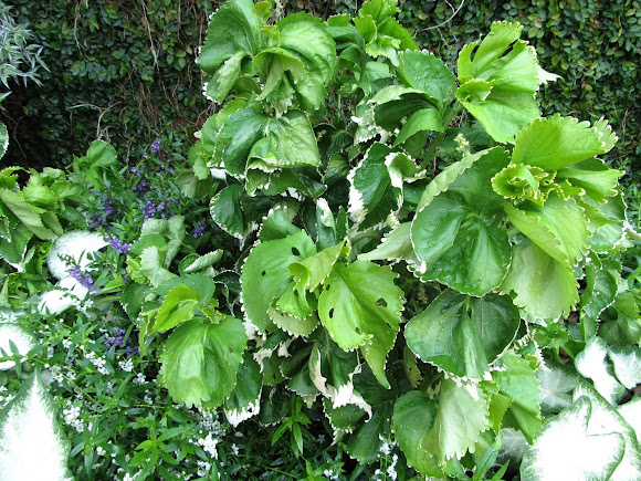 Acalypha 'Green Light' | Project Noah